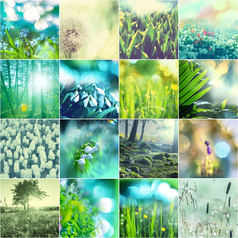Flowers collage stock photo. Image of season, field, flower - 54169394