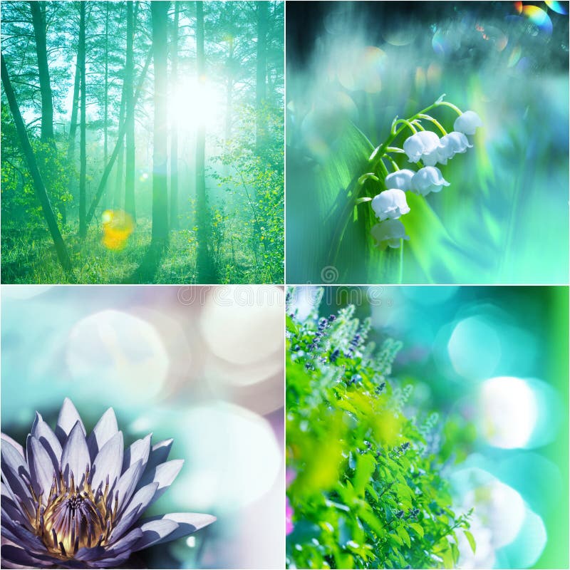 Flowers collage stock photo. Image of season, field, flower - 54169394