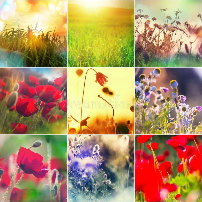 Flowers collage stock photo. Image of season, field, flower - 54169394