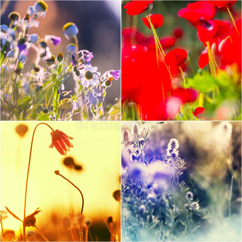 Flowers collage stock photo. Image of season, field, flower - 54169394