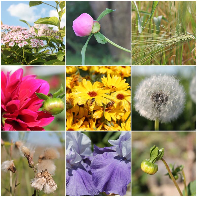 Flowers collage stock photo. Image of springtime, detail - 32391946