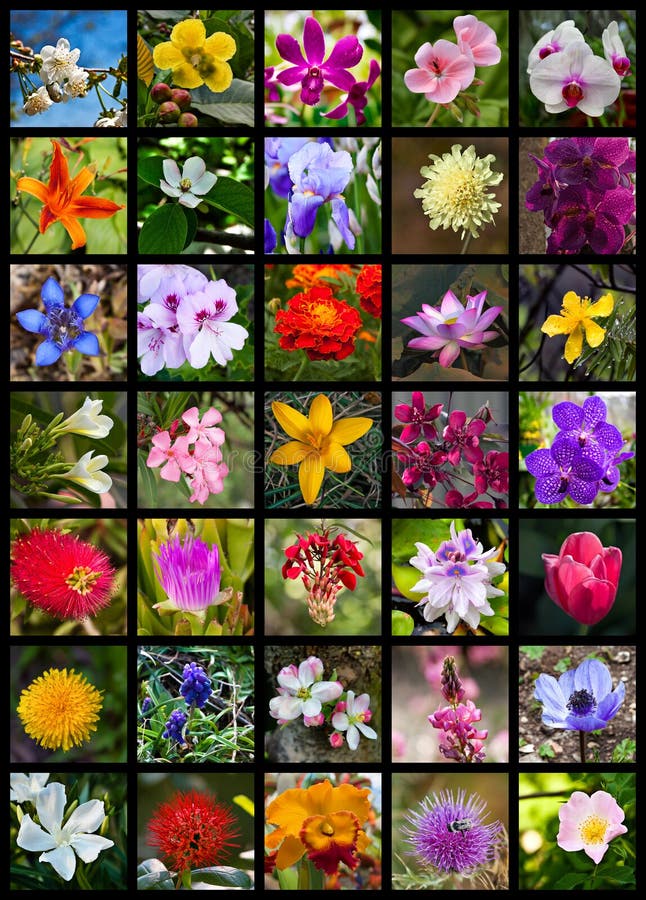 Rainbow Colored Flower Collage Stock Photo - Image of daisy, collection ...