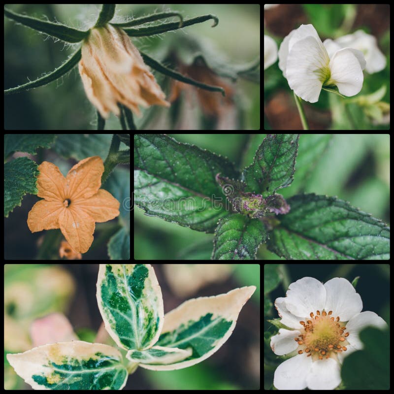 Flowers Collage from a Vegetable Garden Stock Photo - Image of flowers ...