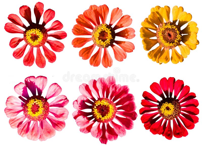 Flowers collection stock photo. Image of mixed, growing - 19209012
