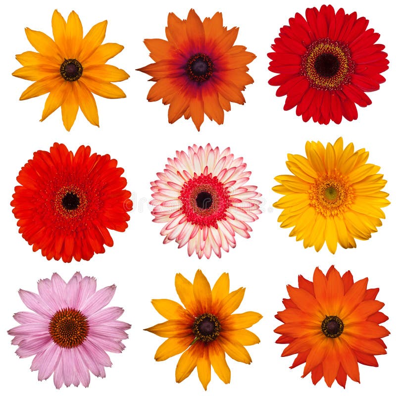 Flower collection stock photo. Image of nature, colorful - 9094284