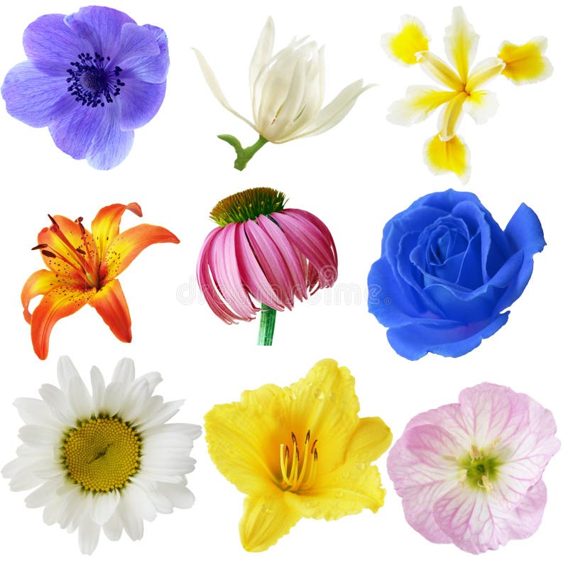 Collection flowers stock image. Image of campanula, heartsease - 30372279