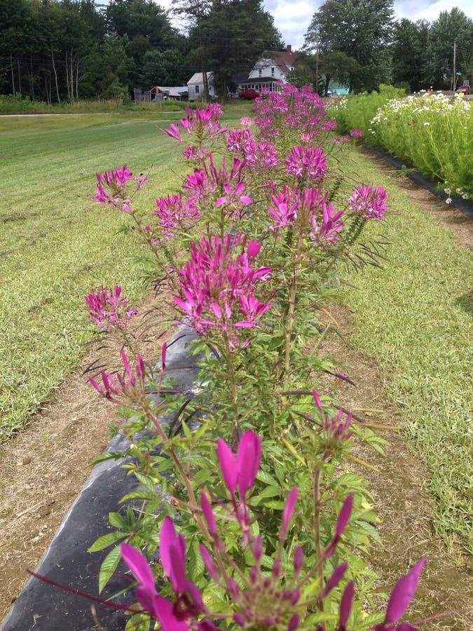 Flowers collection stock photo. Image of beautiful, collection - 47050974