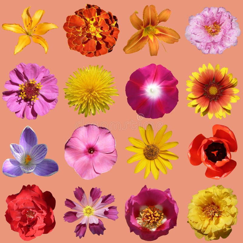 Collection of flowers stock photo. Image of floral, objects - 12790942