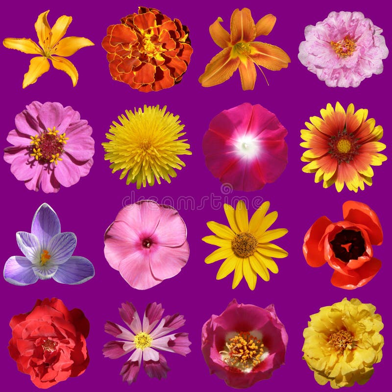 Flowers collection stock photo. Image of bloom, collage - 263344966