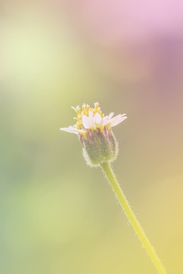 The Flowers a Color Adjustment in Soft Style for Background Stock Image ...