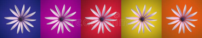 Flowers on the Colorful Strip Stock Illustration - Illustration of ...