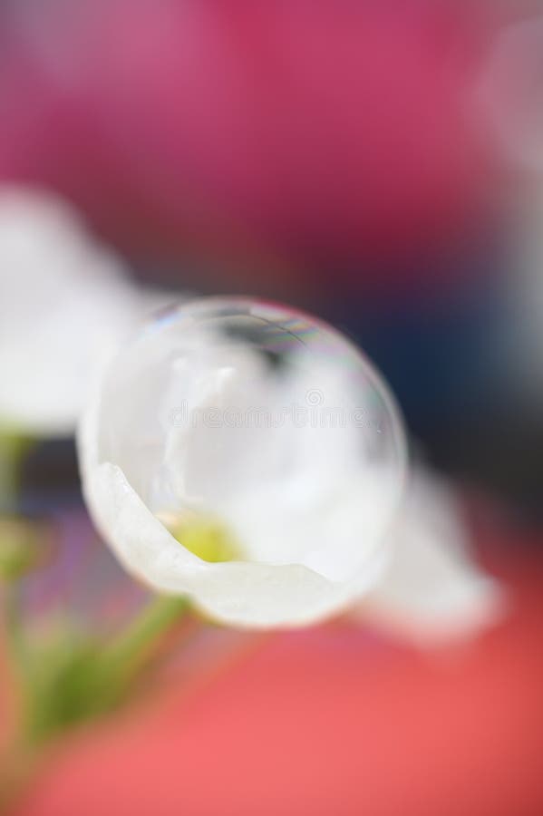 Flowers are Colorful, Sweet in a Soft Style Stock Image - Image of ...