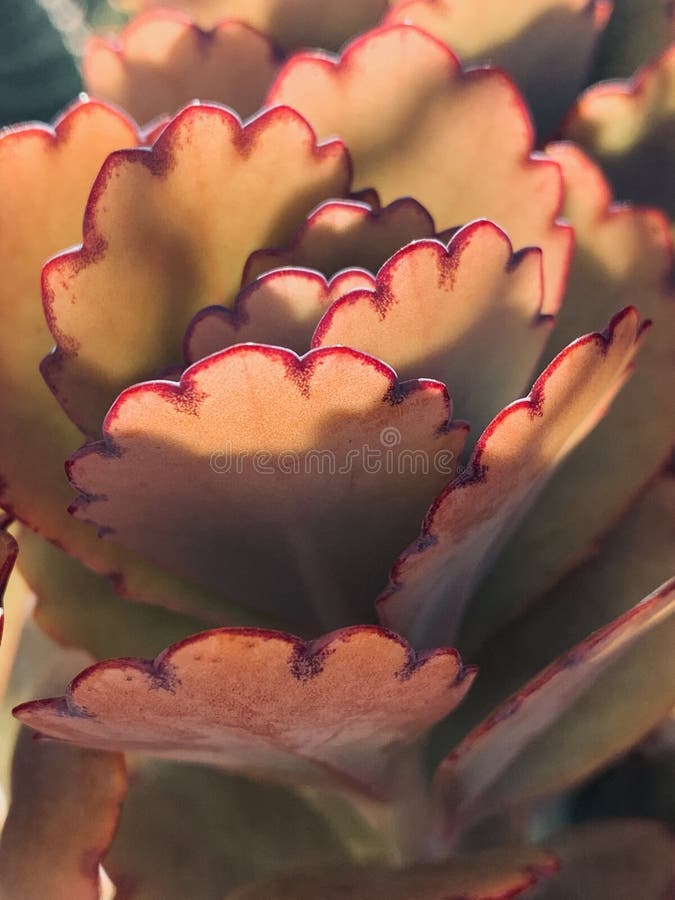 Flowers stock photo. Image of spring, green, flowers - 180214830