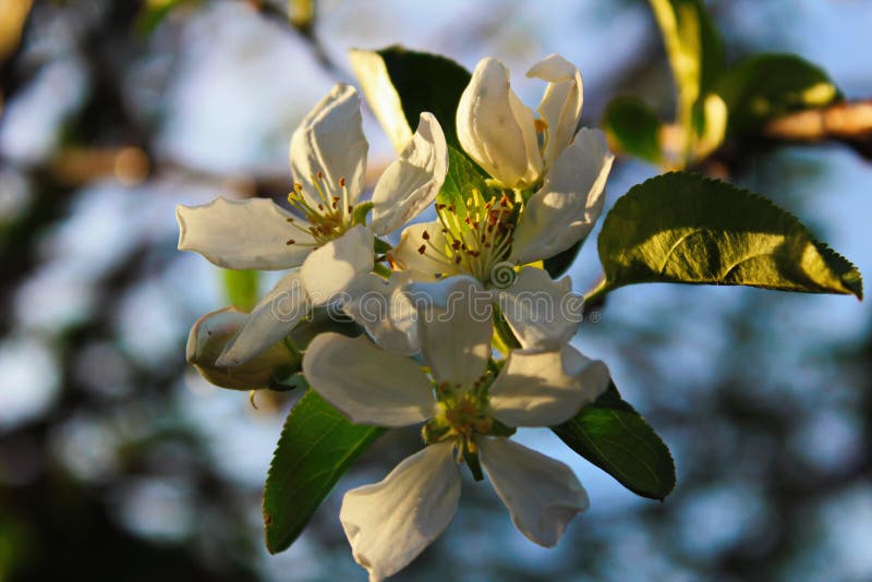 Flowers Colour Petals Plants Nature Spring Apple Tree Stock Photo ...