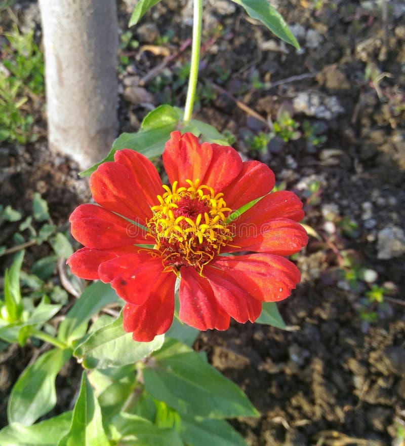 Flowers, Colour, Village, Beauty Stock Image - Image of geum, spring ...