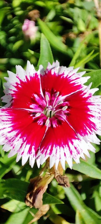 Flowers - Colours - Red - Sunshine - Macro Photo Stock Photo - Image of ...