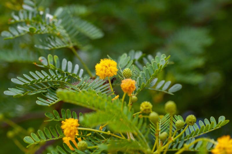 Flowers of a Common Acacia, Vachellia Karroo Stock Photo - Image of ...