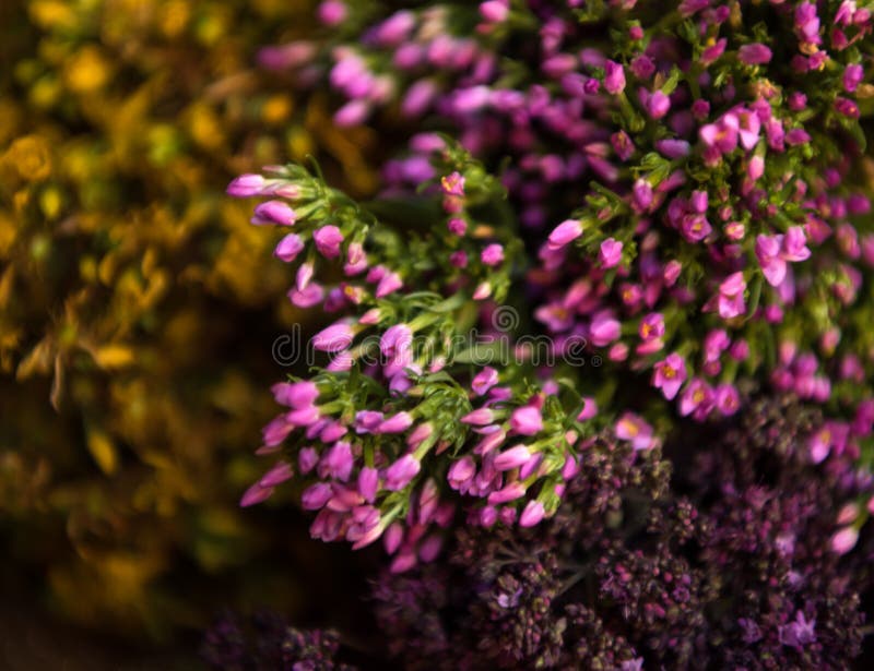 Common Centaury or Centaurium Erythraea Plant in Zurich in Switzerland ...
