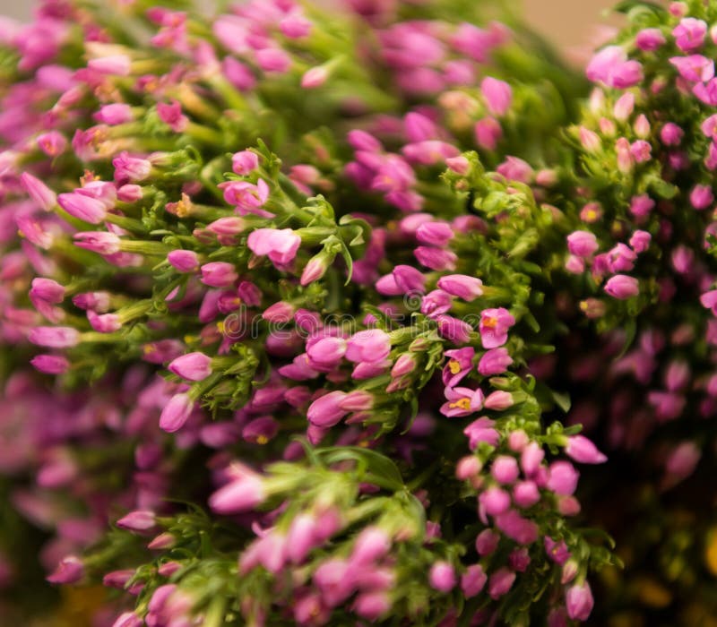 Common Centaury or Centaurium Erythraea Plant in Zurich in Switzerland ...