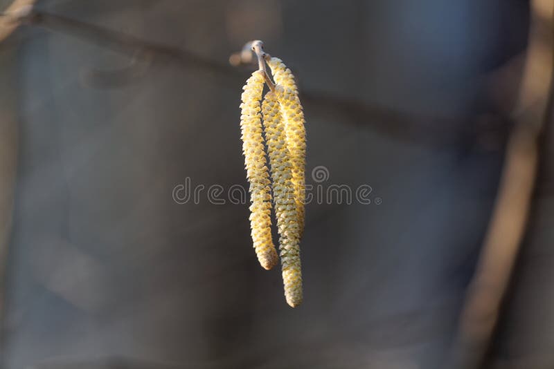 Flowers of a common hazel stock photo. Image of allergy - 87902064