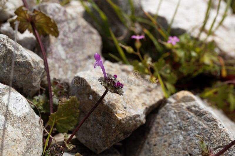 Flowers of a Common Henbit, Lamium Amplexicaule Stock Image - Image of ...