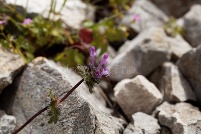 Flowers of a Common Henbit, Lamium Amplexicaule Stock Photo - Image of ...