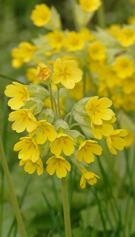 Flowers Common Primrose or Primrose Stock Image - Image of large ...