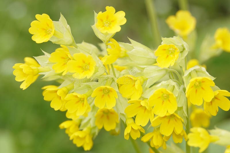 Flowers Common Primrose or Primrose Stock Photo - Image of flowerbeds ...