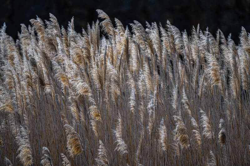 Flowers of Common Reed stock photo. Image of sensibility - 274672404