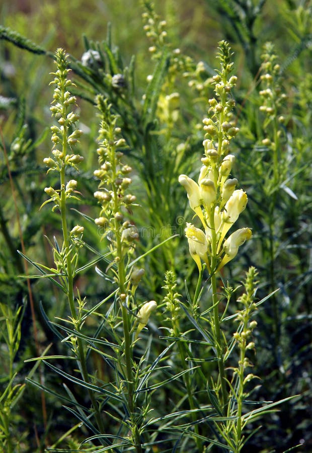 Flowers of common toadflax stock image. Image of nature - 138023787