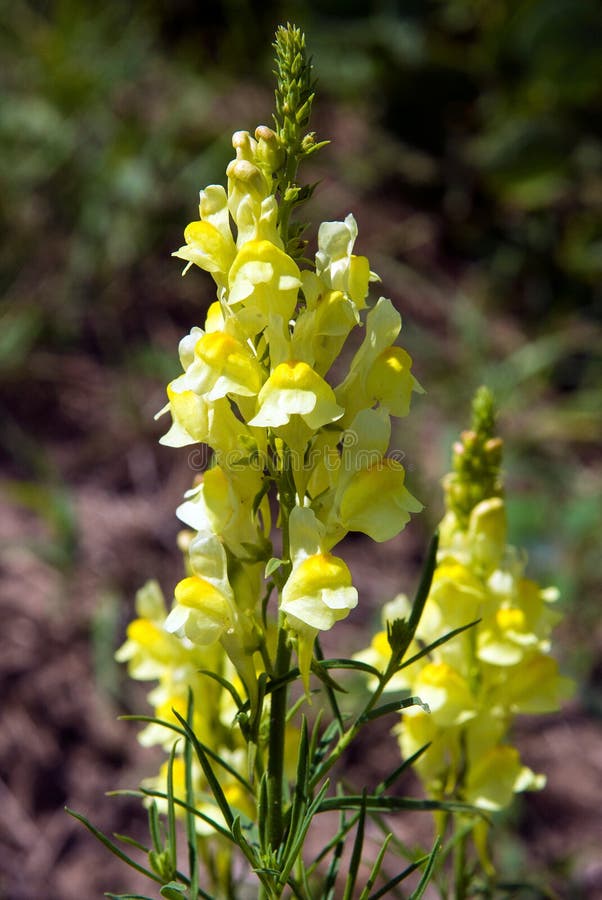 Flowers of common toadflax stock photo. Image of garden - 101914744