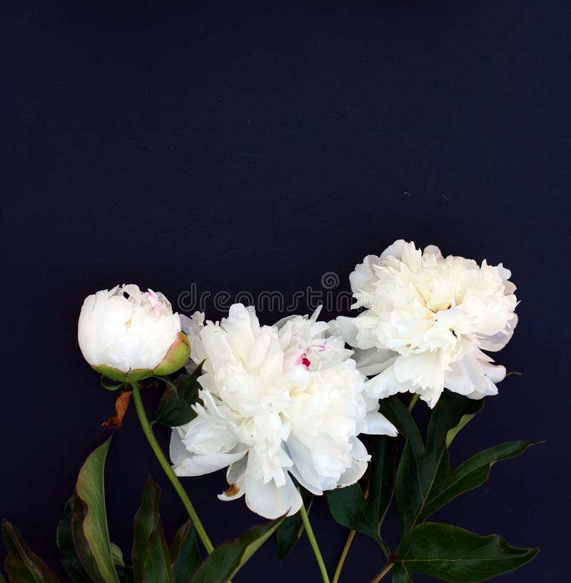 Flowers Composition. Frame Made of White Peony Flowers on Black Chalk ...