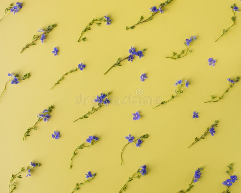Flowers Composition. Pattern Made of Wild Small Blue Flowers on Yellow ...