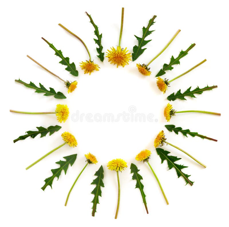 Flowers Composition. Pattern Made of Yellow Dandelions with Leaves on ...