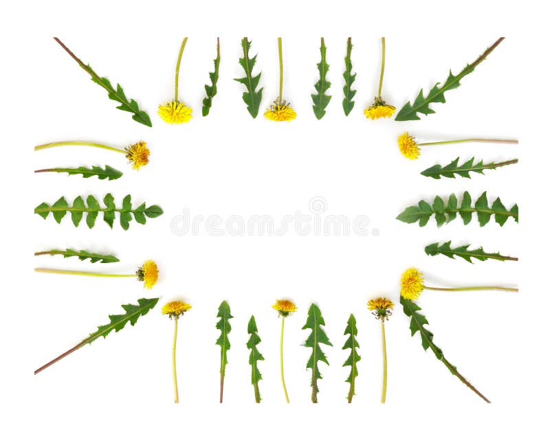Flowers Composition. Pattern Made of Yellow Dandelions with Leaves on ...