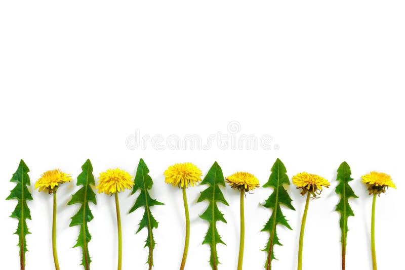 Flowers Composition. Pattern Made of Yellow Dandelions with Leaves on ...