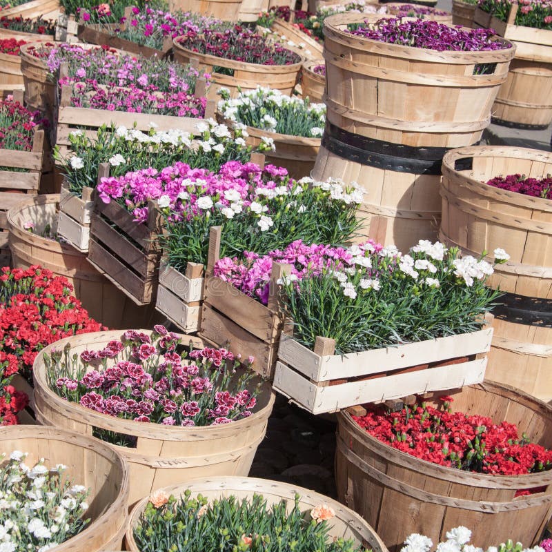 Flowers stock photo. Image of scent, plant, delicate - 53588390