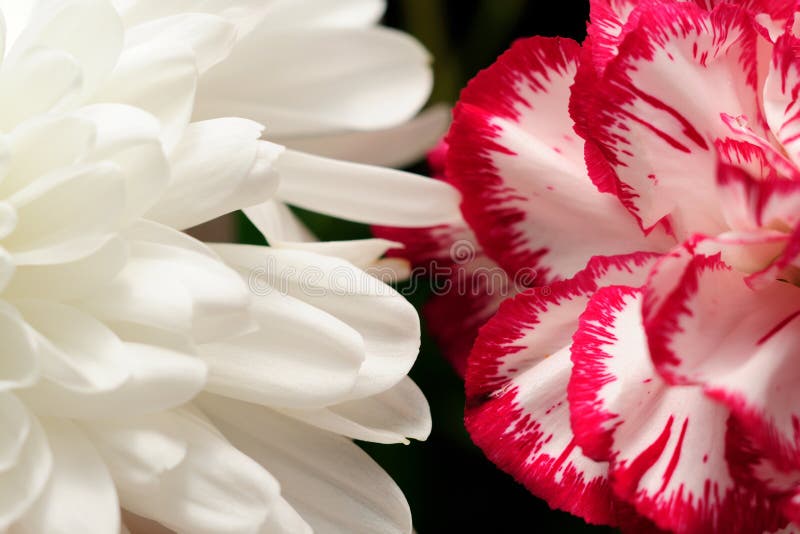 Flowers contrast stock photo. Image of vibrant, plant - 10246536