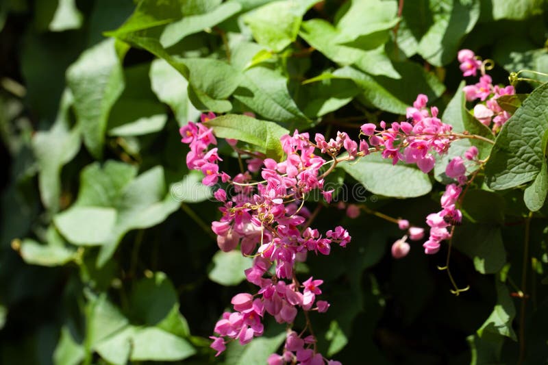 Flowers of a Coral Vine, Antigonon Leptopus Stock Image - Image of ...
