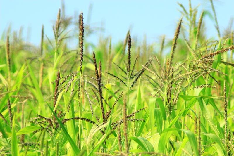 Flowers of corn stock image. Image of cultivate, vegetable - 91625091