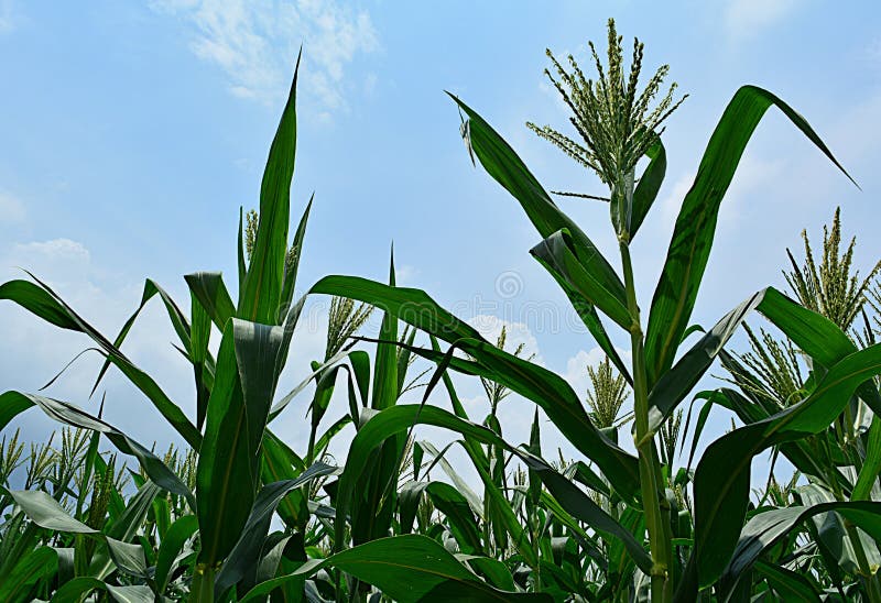 Flowers of corn. stock image. Image of corn, organic - 72138007