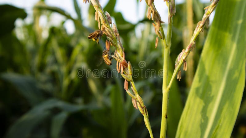 Flowers of Corn, Pollen Which Starts in the Fruit To Become Quality ...