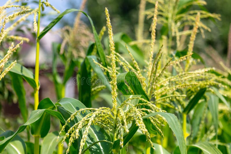 Flowers of Corn in the Vegetable Garden in Summer. Stock Image - Image ...