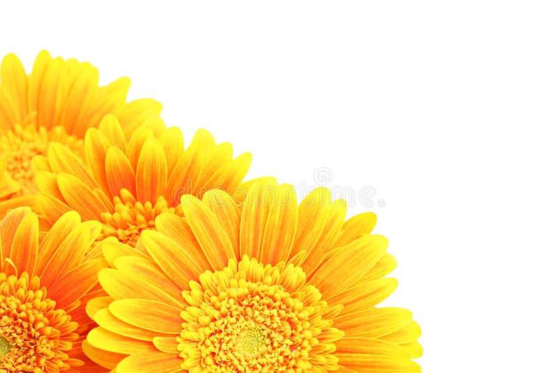 Daisy corner stock image. Image of flowers, bloom, white - 1836465