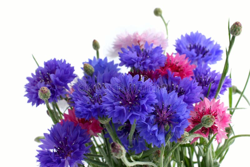 Cornflower stock image. Image of glorious, centaury, azure - 299159