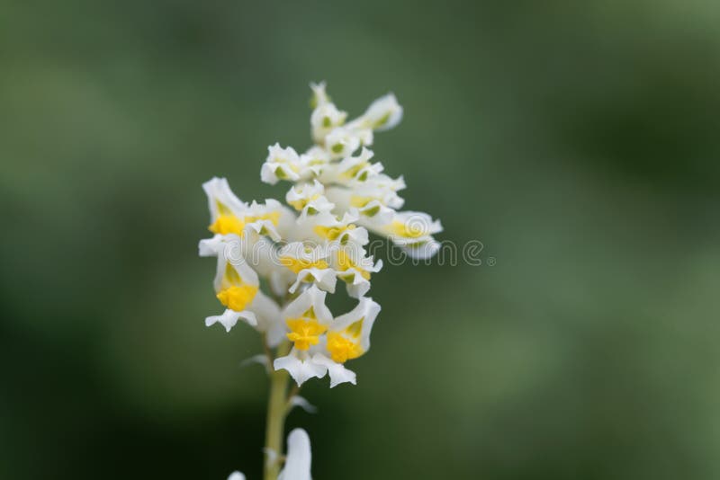Flowers Corydalis Capnoides Stock Photos - Free & Royalty-Free Stock ...