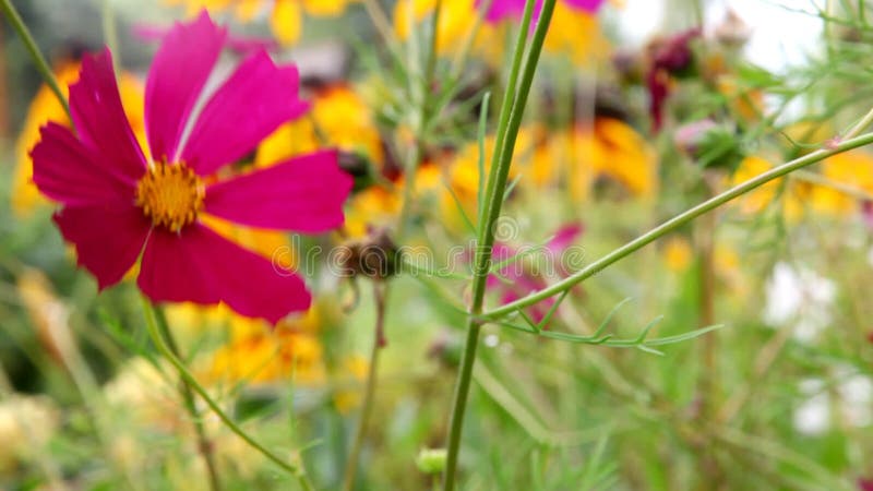 Flowers Cosmos Waving in the Stock Footage - Video of nature, close ...