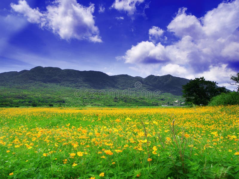 Flowers and countryside stock image. Image of background - 9144099