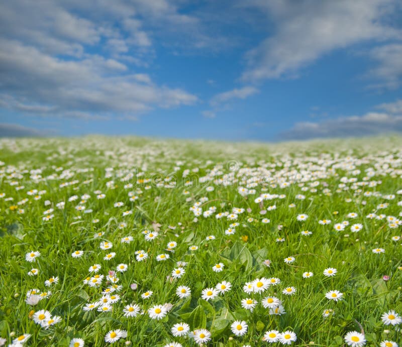 Flowers in Countryside Meadow Stock Image - Image of outside, nature ...