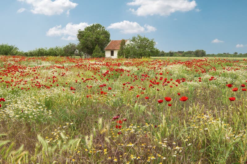Flowers in the Countryside. Stock Photo - Image of colorful, florist ...